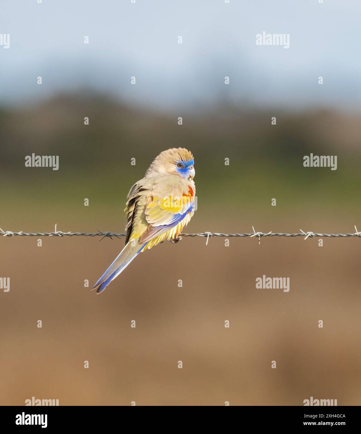 Blue bonnet parrot perching on a wire with a defused nature background ...