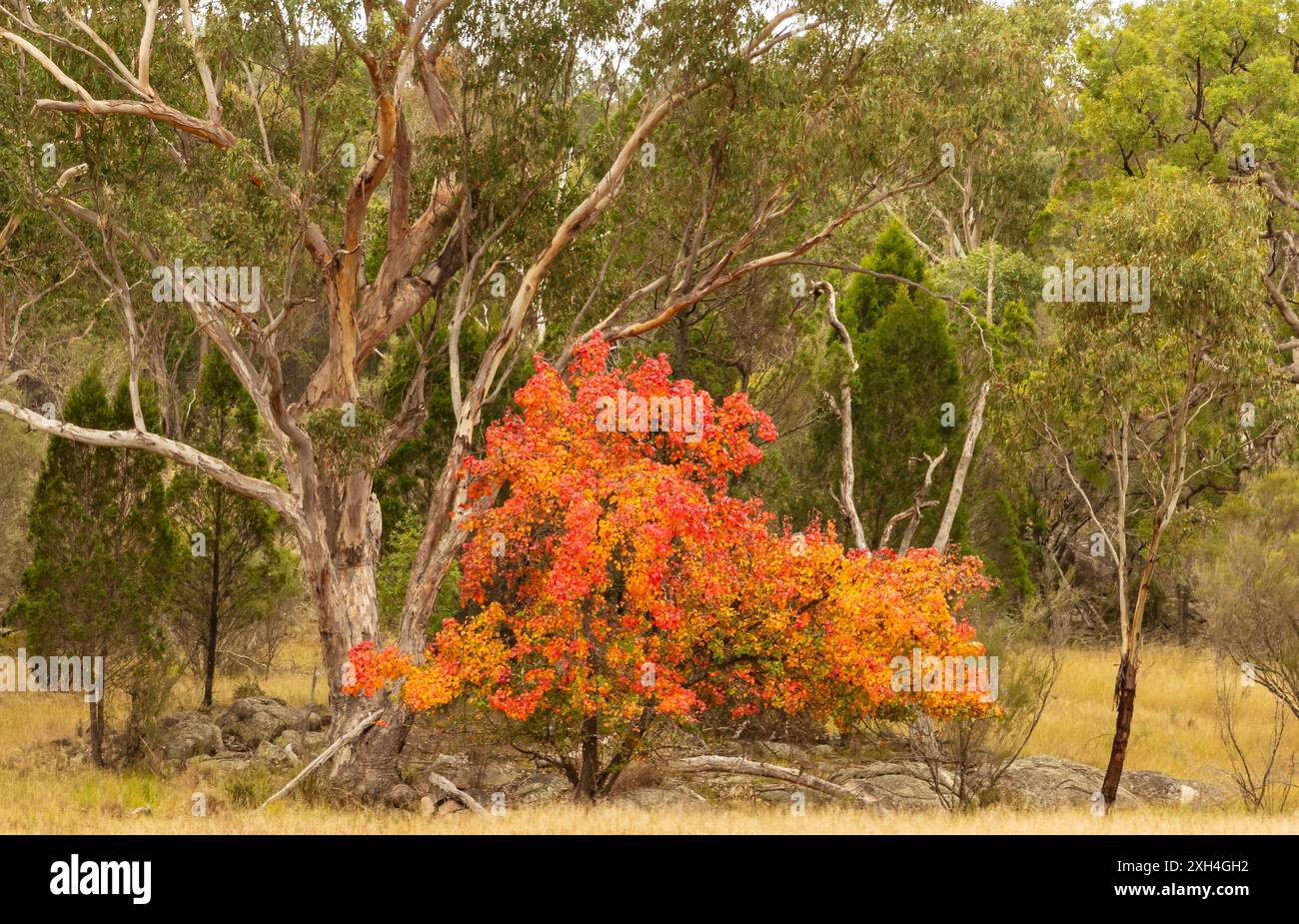 Red tree blossom in amongst the gum trees autumn color landscape in the ...