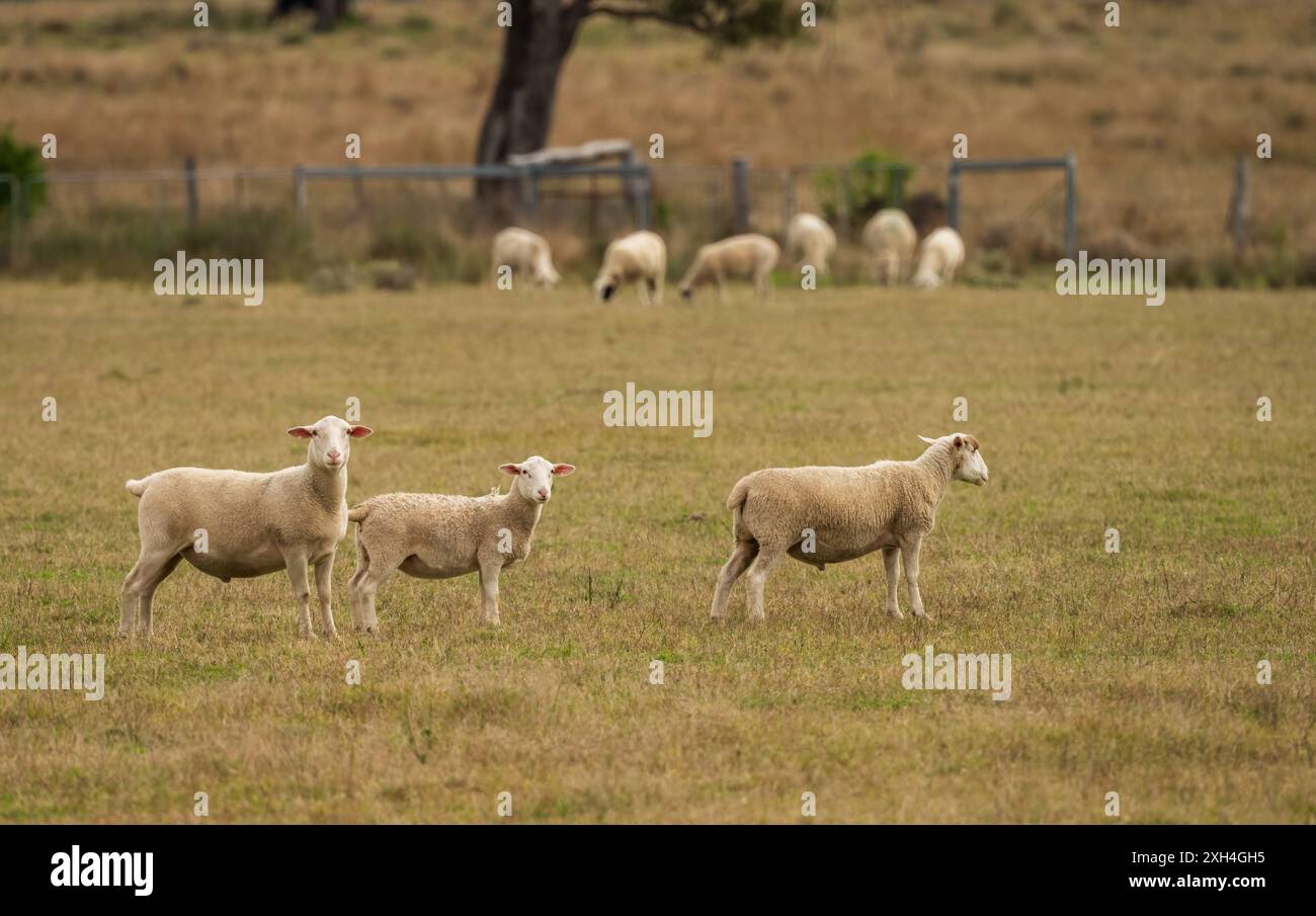 Sheep grazing in a farm paddock landscape in Queensland, Australia Stock Photo - Alamy