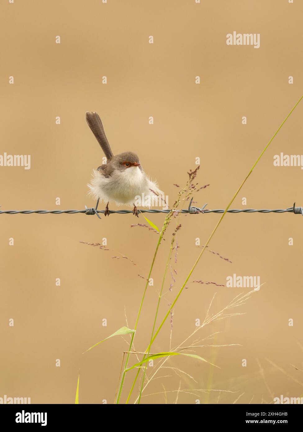 Surperb wren hi-res stock photography and images - Alamy