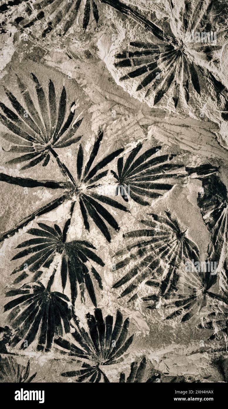 Fossil fern coal hi-res stock photography and images - Alamy