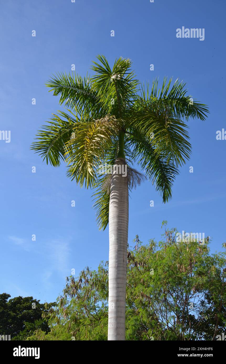 Low sun on tree hi-res stock photography and images - Alamy