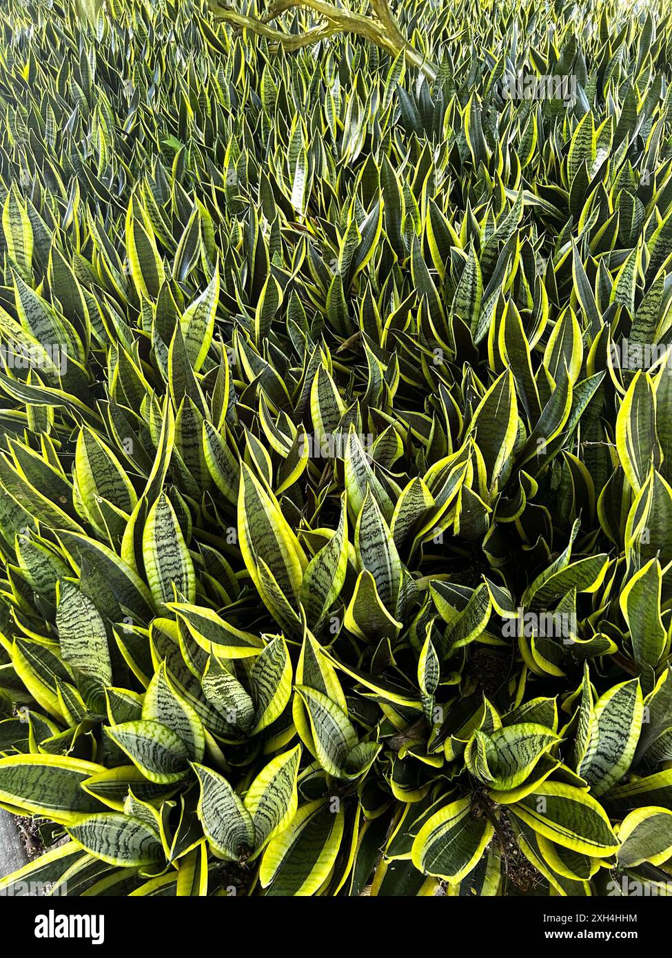 beautiful garden of snake plants (Sansevieria trifasciata), natural and ...