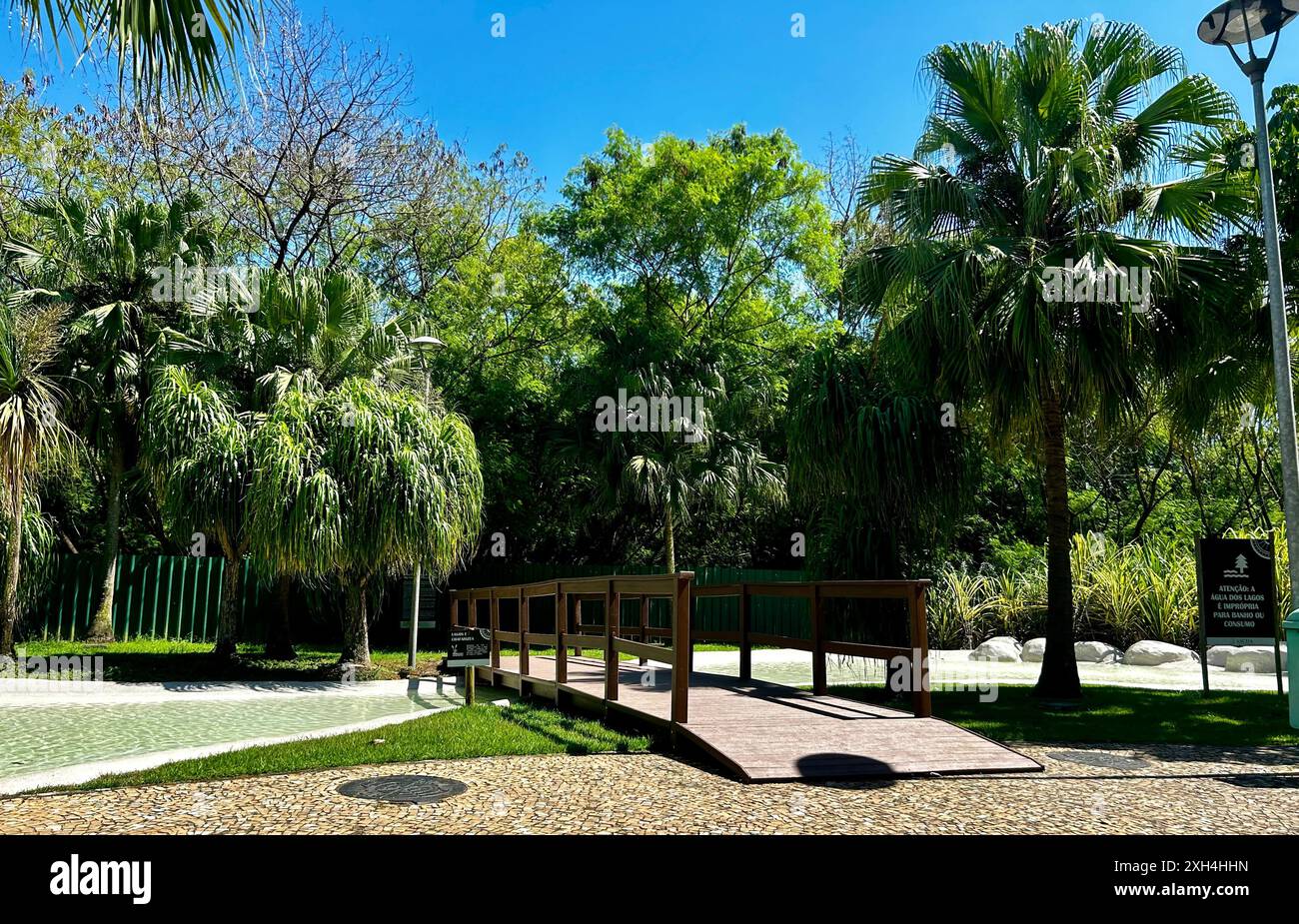 beautiful garden of snake plants (Sansevieria trifasciata), natural and ...