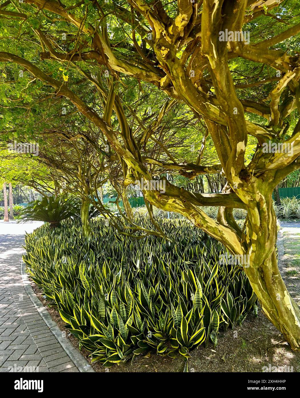 beautiful garden of snake plants (Sansevieria trifasciata), natural and ...