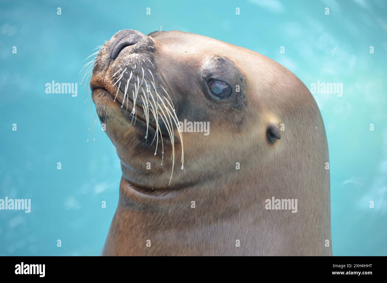 Close-up on a seal's face on a beautiful day Stock Photo - Alamy