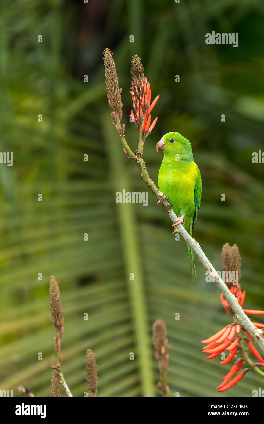 A Coral tree and a Plain parakeet make a colorful combination in the ...