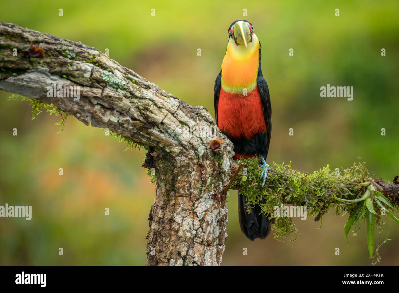 A colorful Red-breasted Toucan in the Atlantic Forest of Brazil perches ...