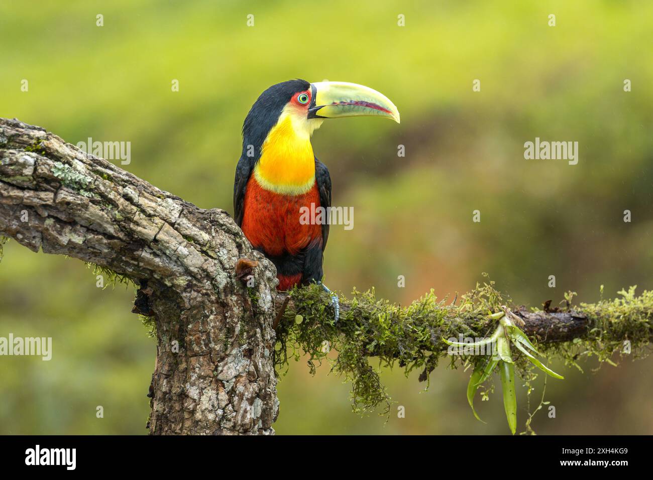 A colorful Red-breasted Toucan in the Atlantic Forest of Brazil perches ...