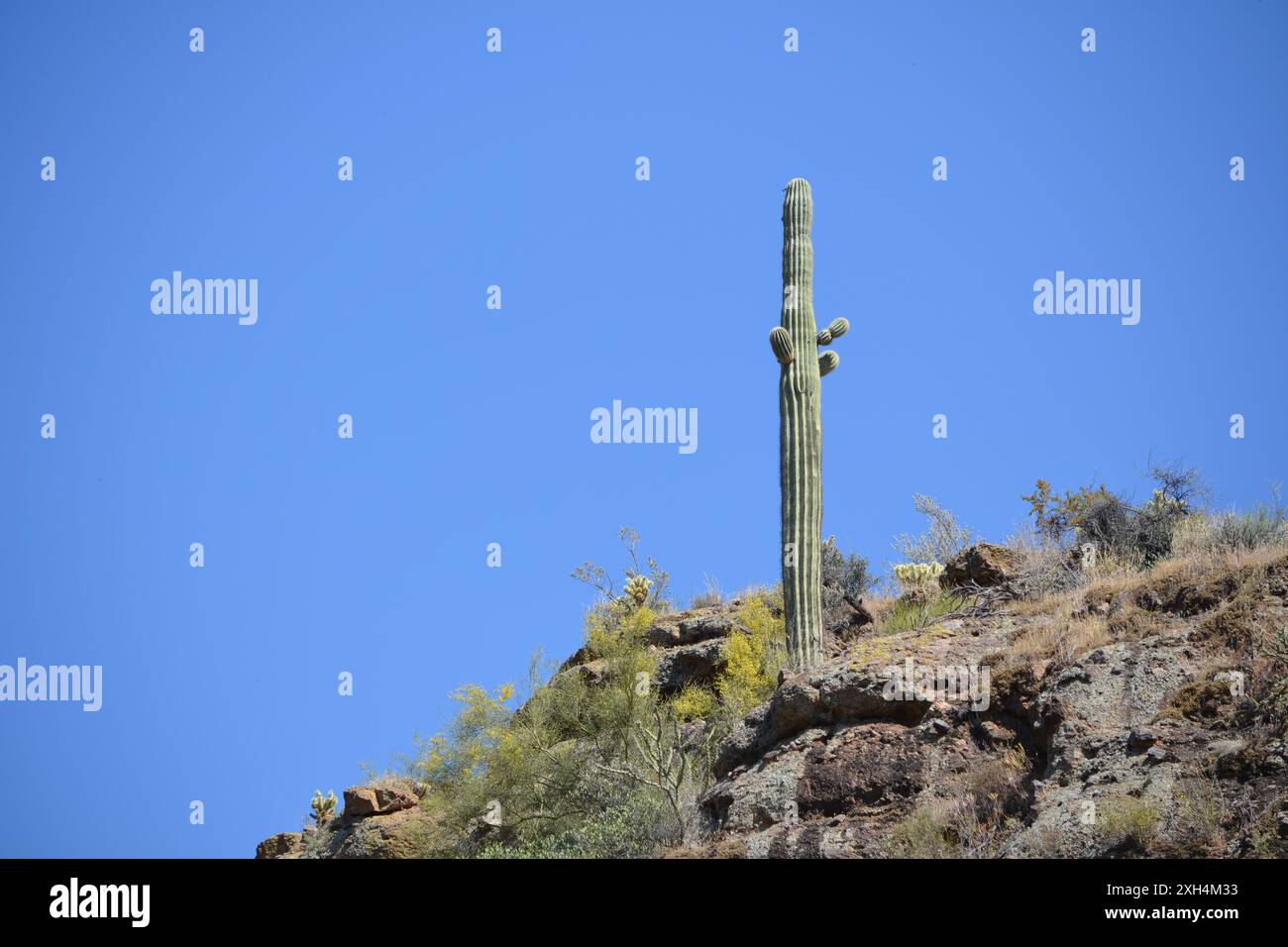 A single Saguaro Cactus on the mountain top against a clear blue-sky ...