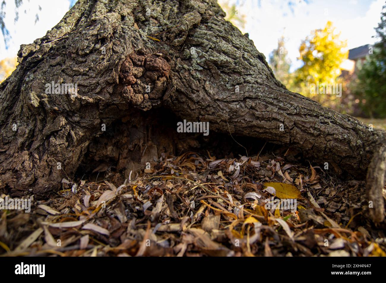 Autumn sunlight filters through leaves - casting dappled shadows on a ...