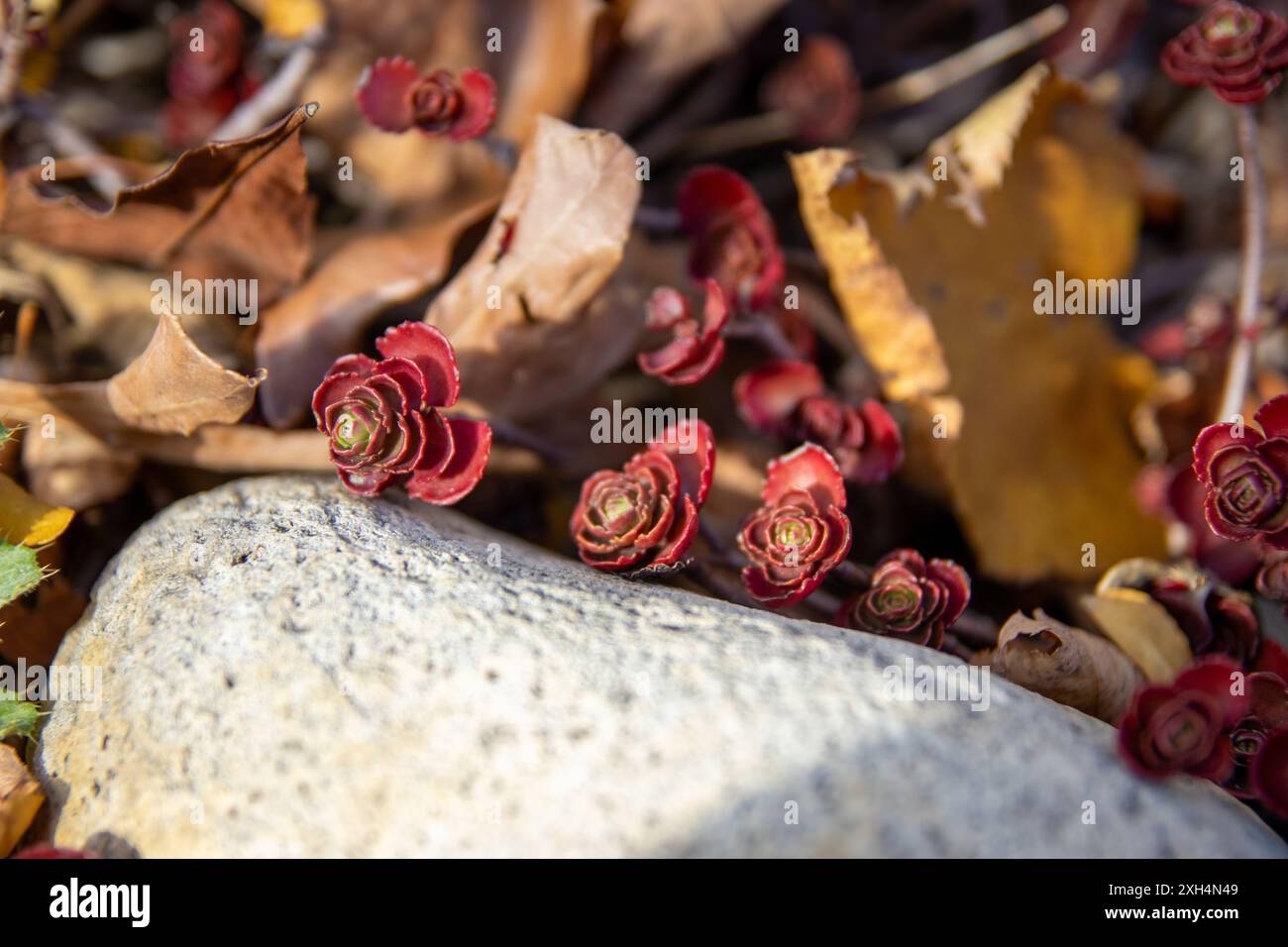 Autumnal hues - vibrant red succulents adjacent to a smooth, pale stone ...