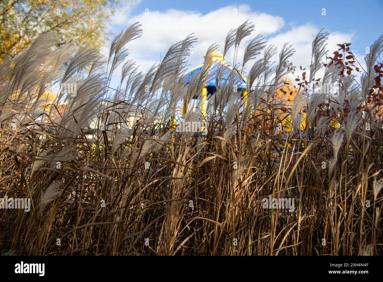 Golden pampas grass sways in an autumn breeze, with a backdrop of a ...