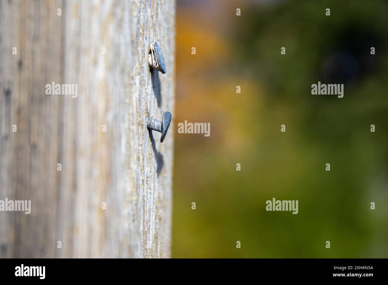 Rustic wooden fence - weathered texture detail - focus on protruding ...