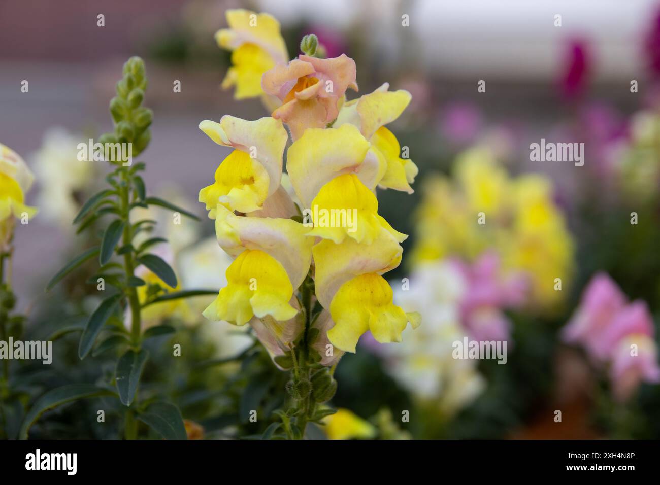 Vibrant yellow snapdragon flowers in bloom - surrounded by floral ...