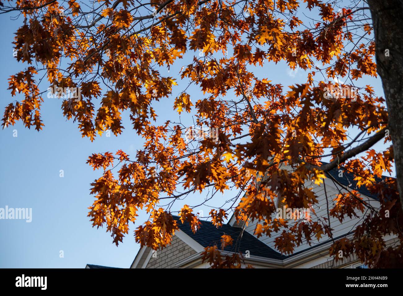 Autumnal leaves of vibrant orange-red oak against a clear blue sky ...