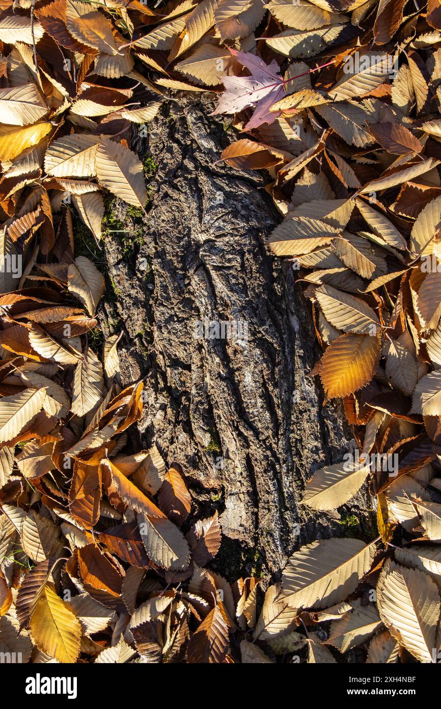 Crisp, fallen leaves surrounding rough tree bark - warm sunlight ...