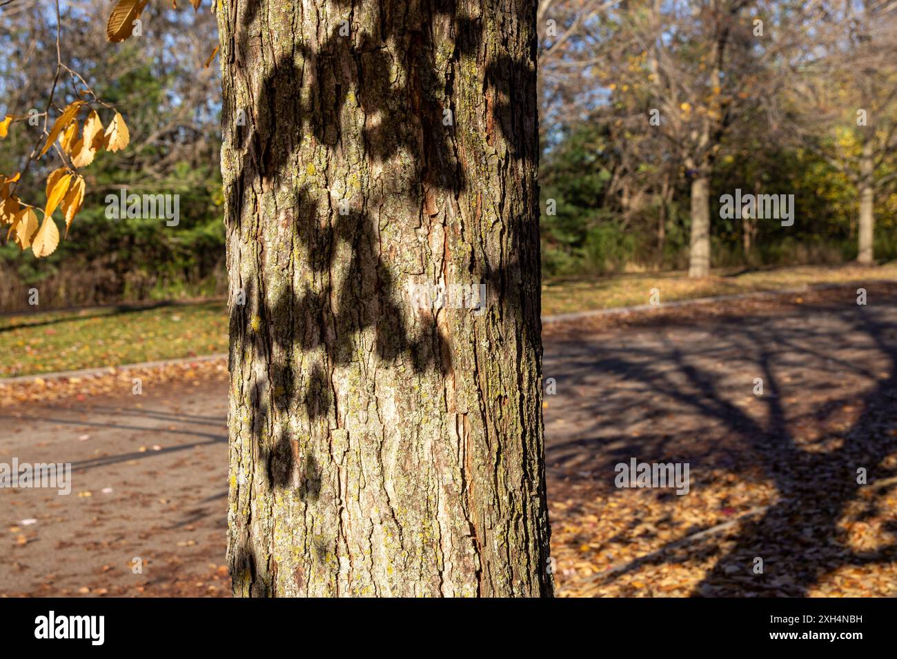 Golden autumn leaves scattered around a rough-barked tree trunk - clear ...