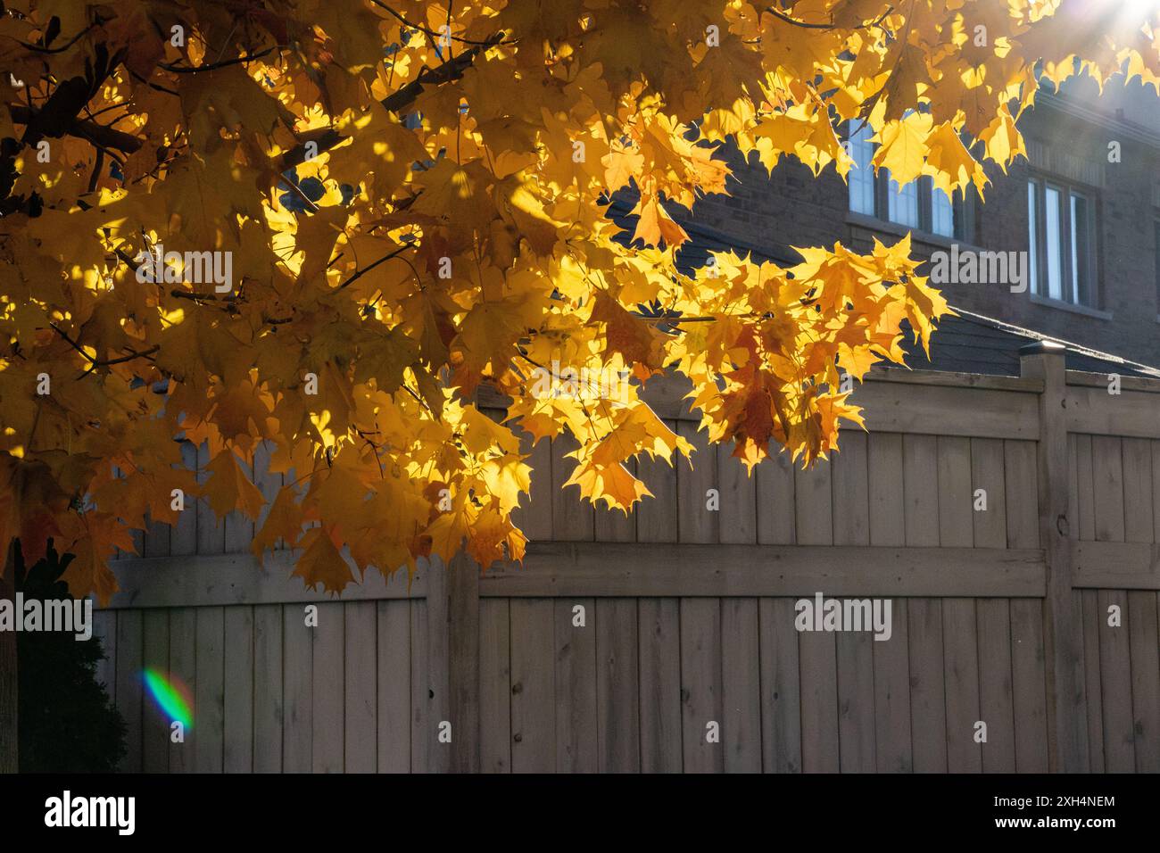 Sunlight filters through golden-yellow maple leaves - clear sky ...