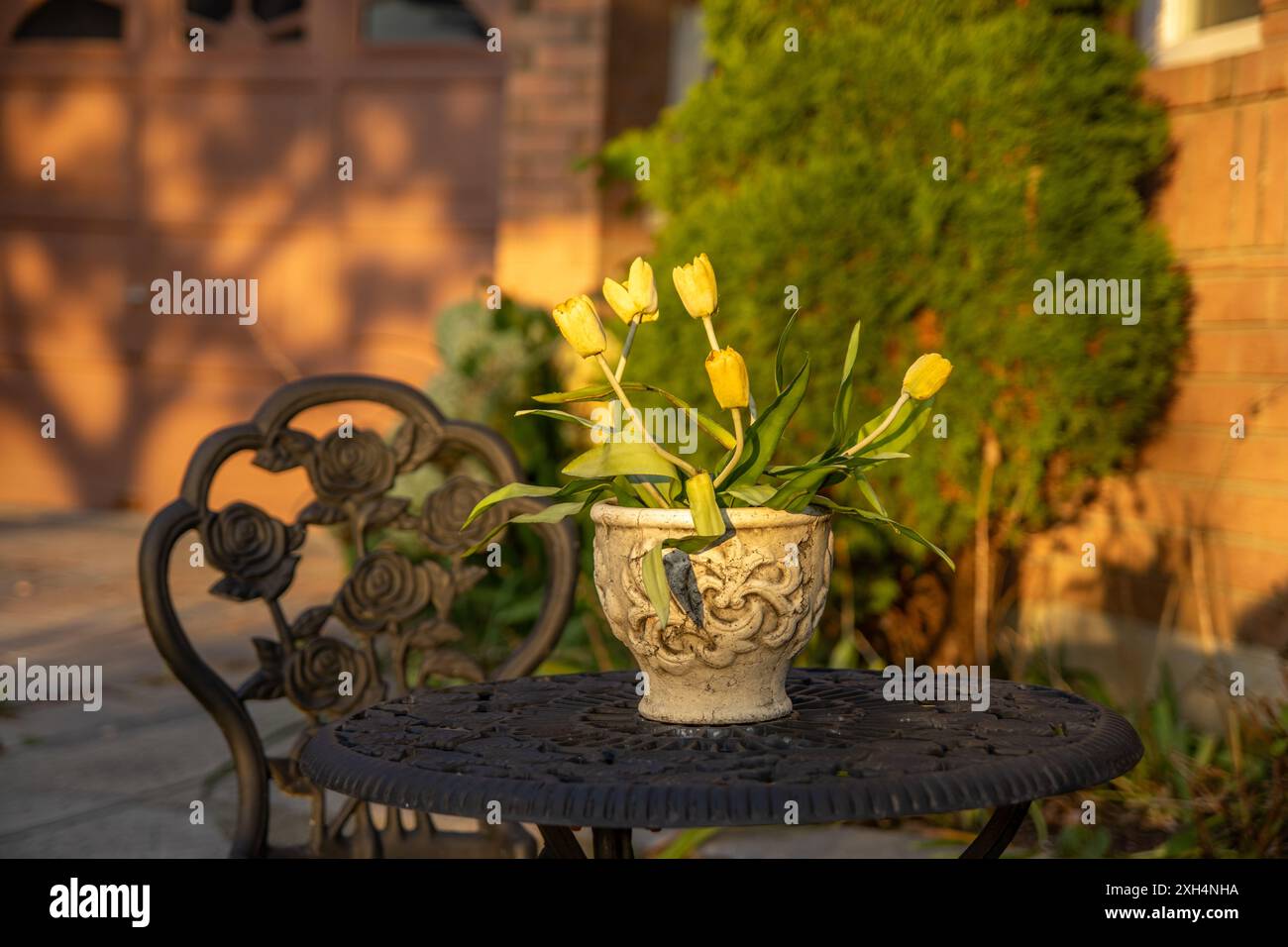 Yellow tulips in ornate stone vase on wrought iron table - vibrant ...