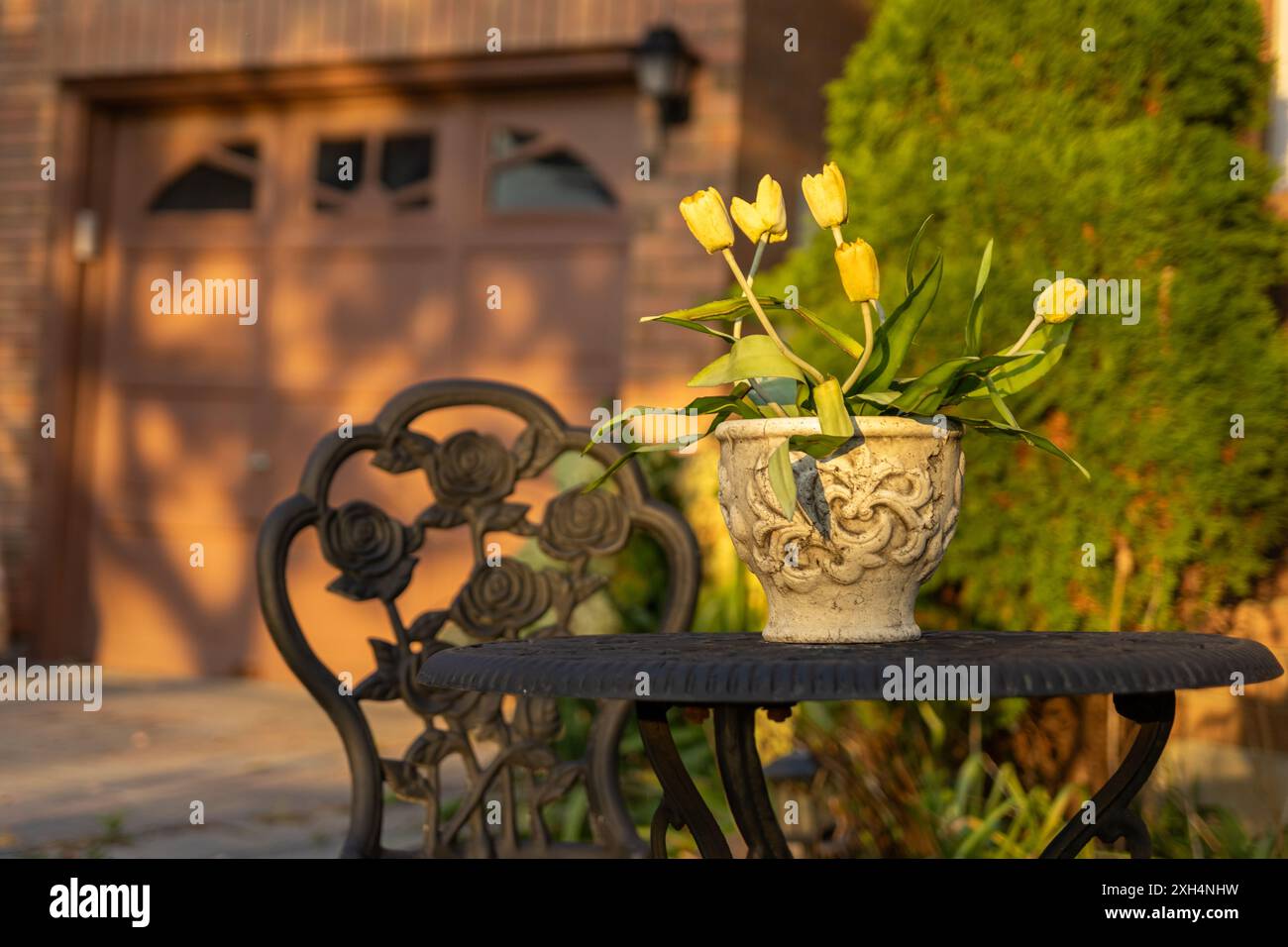 Yellow tulips in ornate stone vase on wrought iron table - vibrant ...