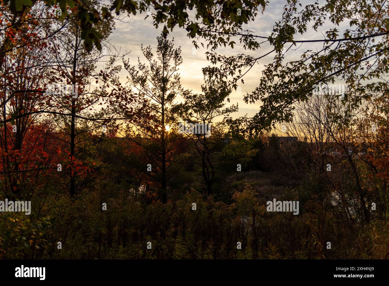Autumn sunset silhouettes leafy trees against a vibrant sky - tranquil ...