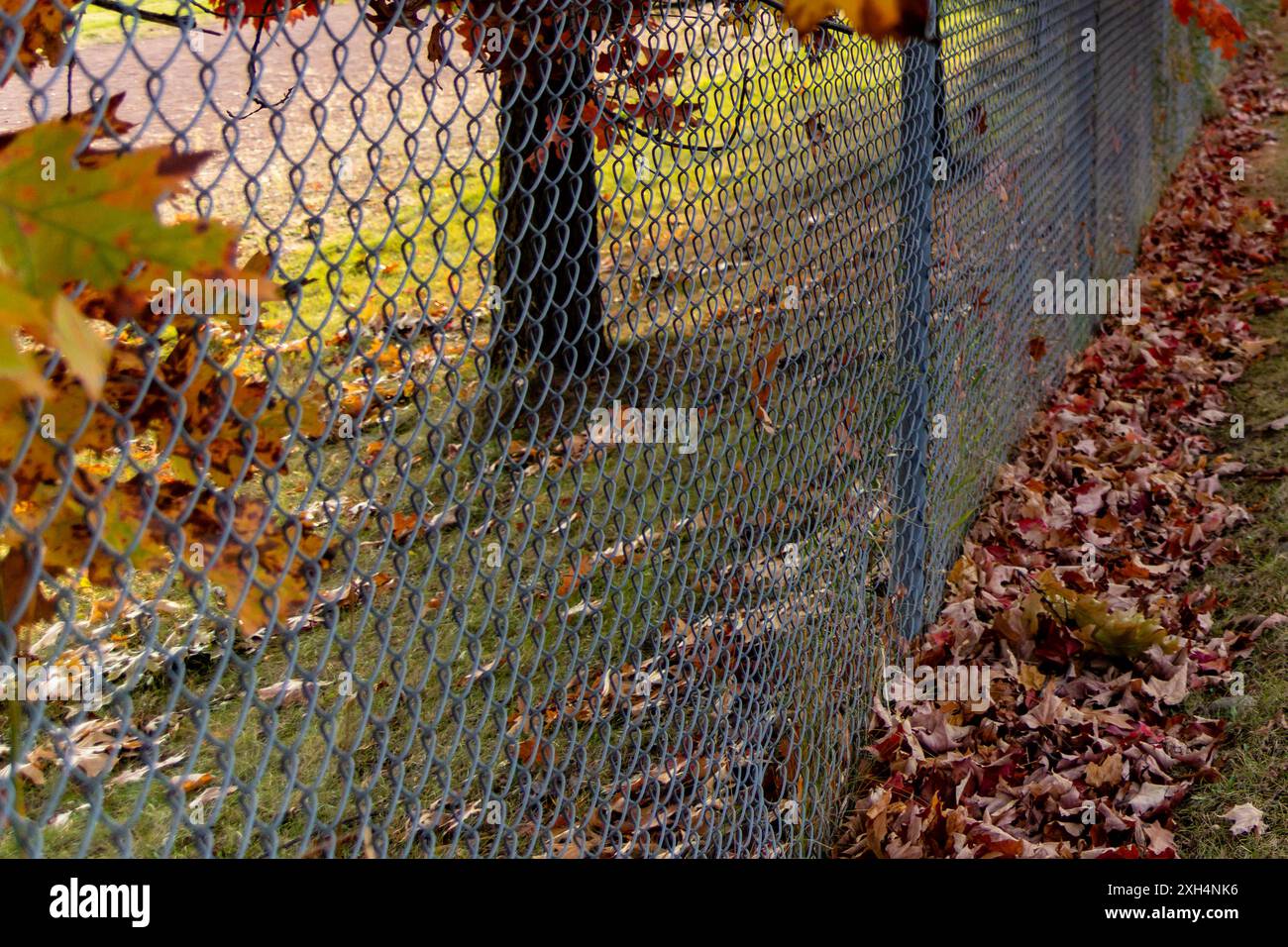 Vibrant fallen leaves - chain-link fence foreground - blurred ...