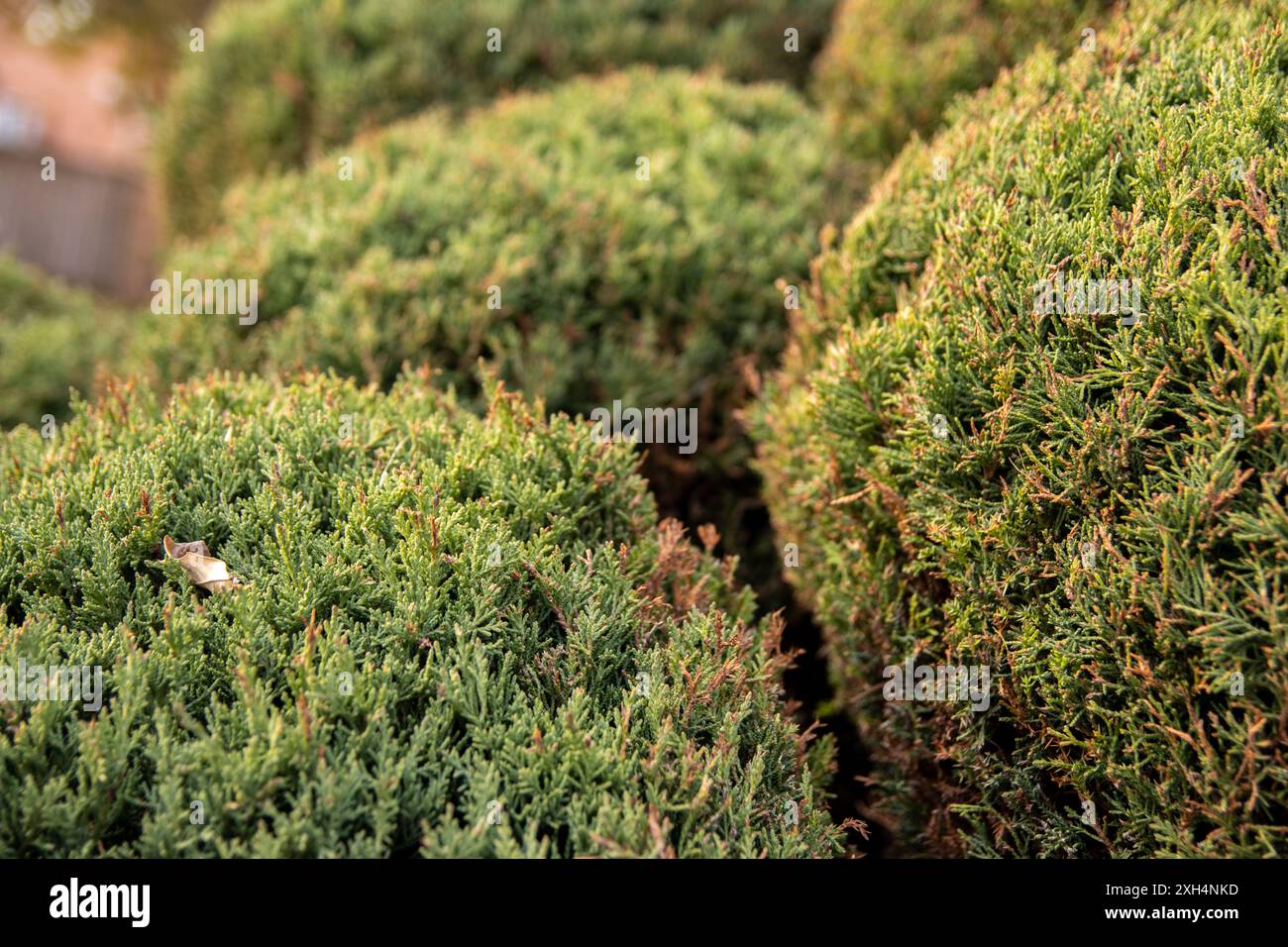 Evergreen shrubbery close-up – vibrant green foliage texture – natural ...