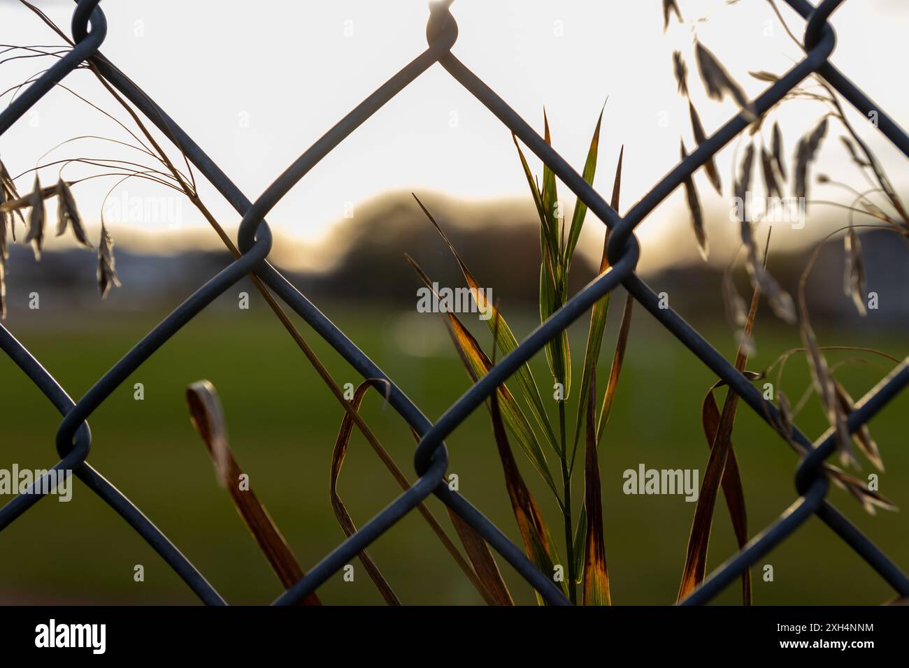 Sunset-lit grass blades peeking through chain-link fence - golden hour ...