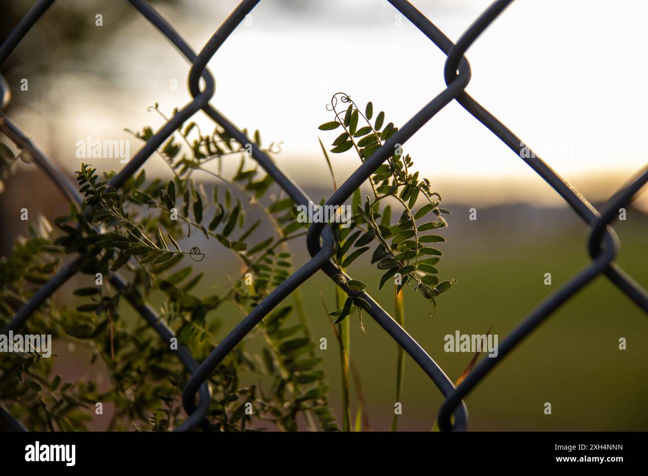 Sunset-lit foliage intertwining with chain-link fence - delicate green ...