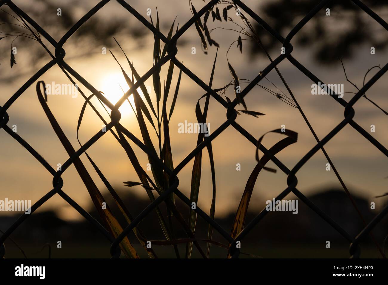 Sunset silhouette through chain-link fence - golden hour lighting ...