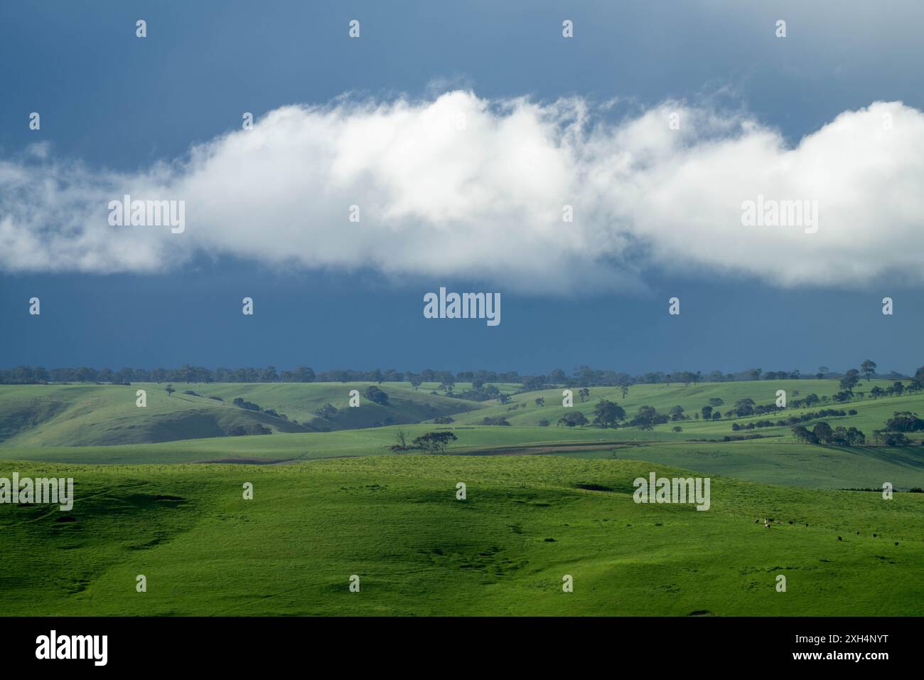 beautiful farming landscape in australia with green rolling hills Stock ...