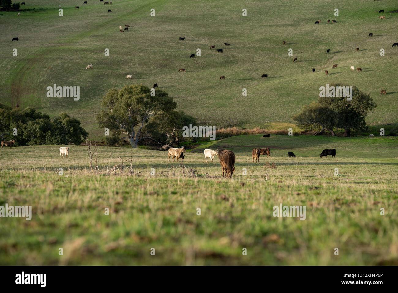The Future Of Livestock In Australian Agriculture Sustainable Grazing