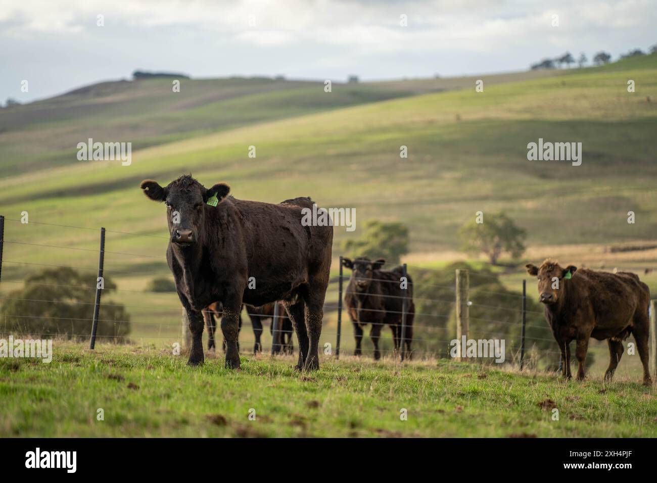 New zealand angus beef cow hi-res stock photography and images - Alamy