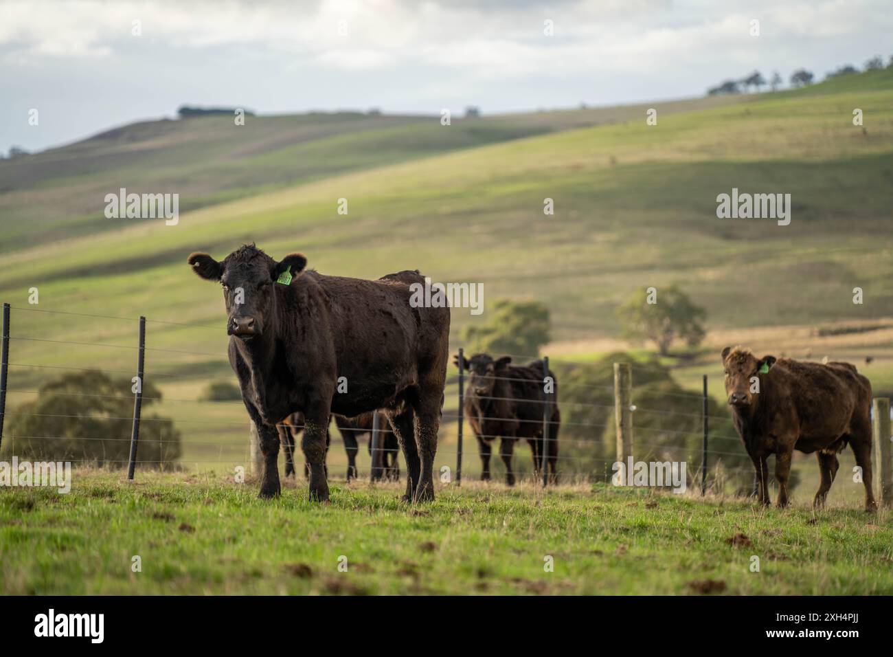 Beef cows and calves grazing on grass on a beef cattle farm in ...