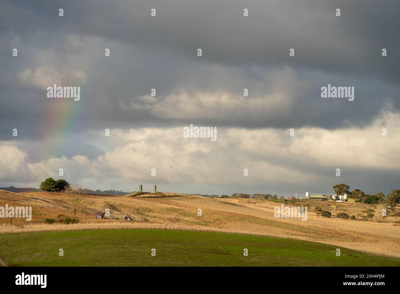 Beef cows and calves grazing on grass in a free range field, in ...