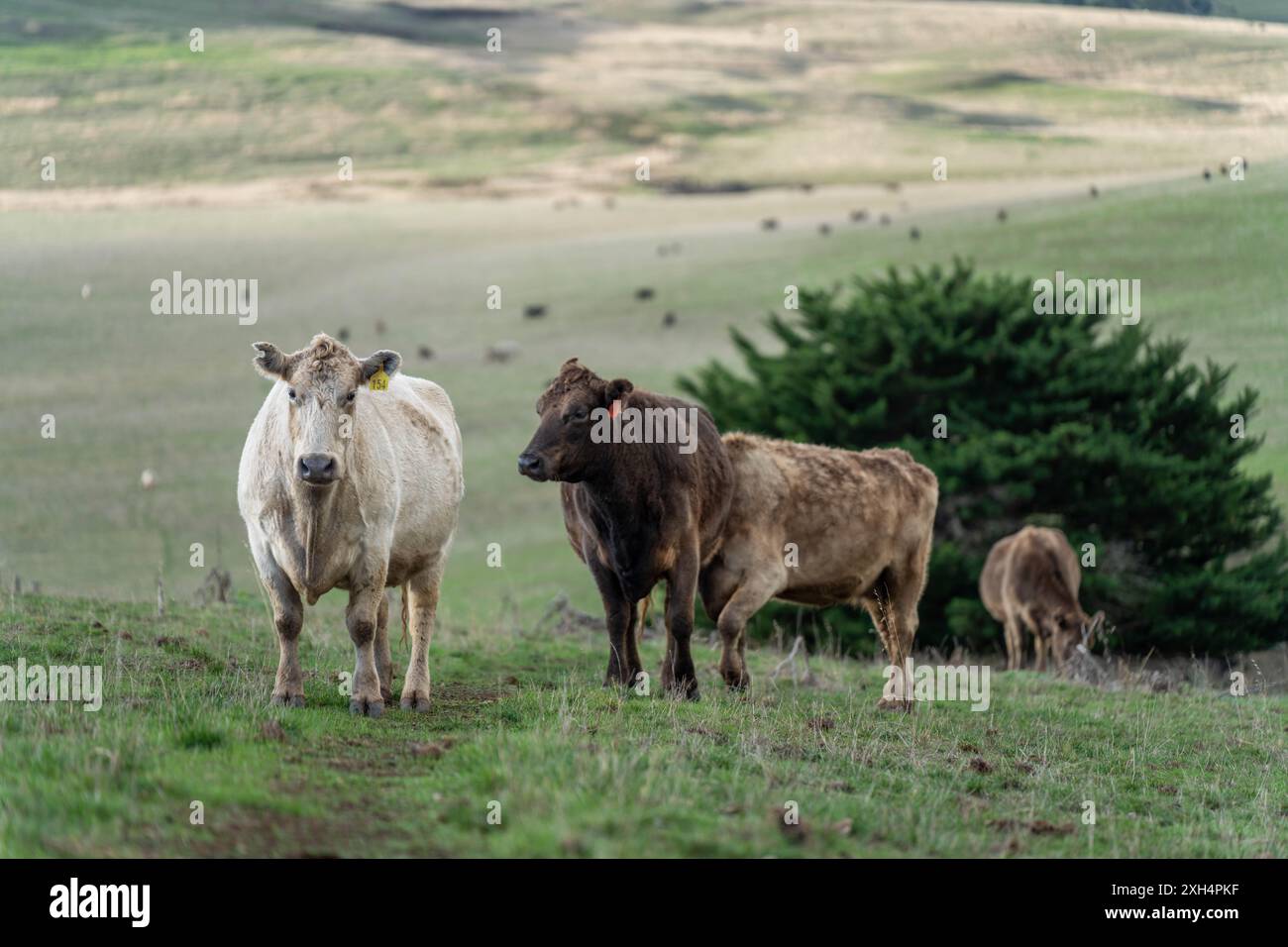 Sustainable Livestock Farming in Australia: Regenerative Practices for ...