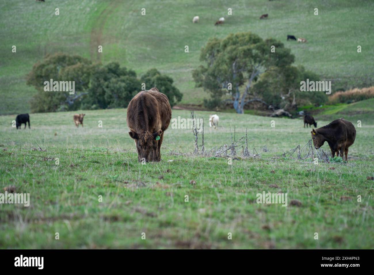 Beef cows and calves grazing on grass on a beef cattle farm in ...