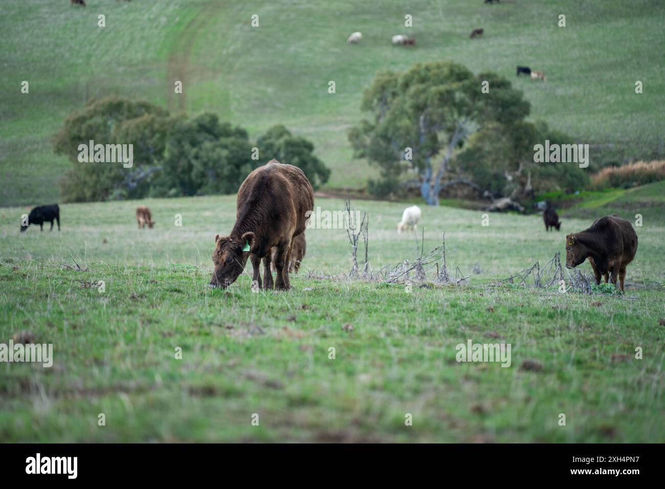 The Future of Livestock in Australian Agriculture: Sustainable Grazing ...