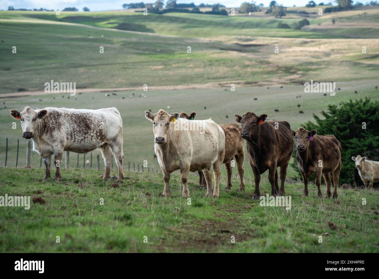 New zealand angus beef cow hi-res stock photography and images - Alamy
