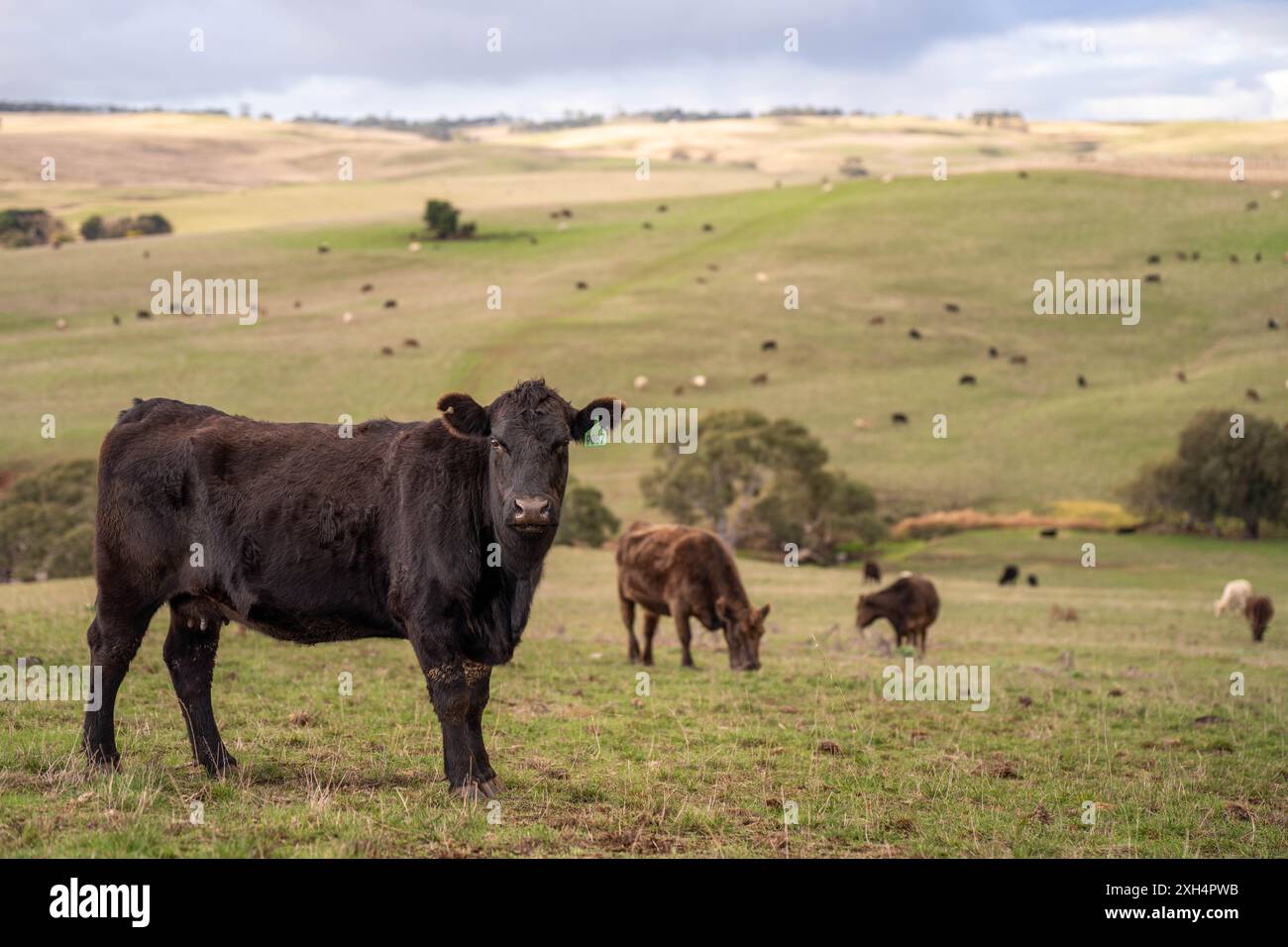 The Future of Livestock in Australian Agriculture: Sustainable Grazing ...