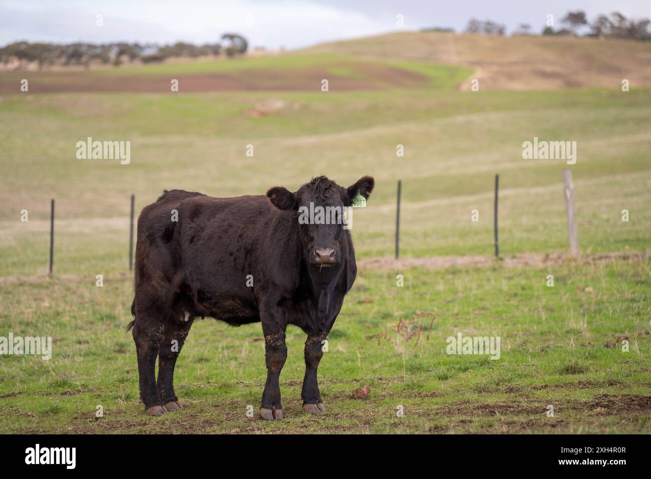 Beef cows and calves grazing on grass in a free range field, in ...