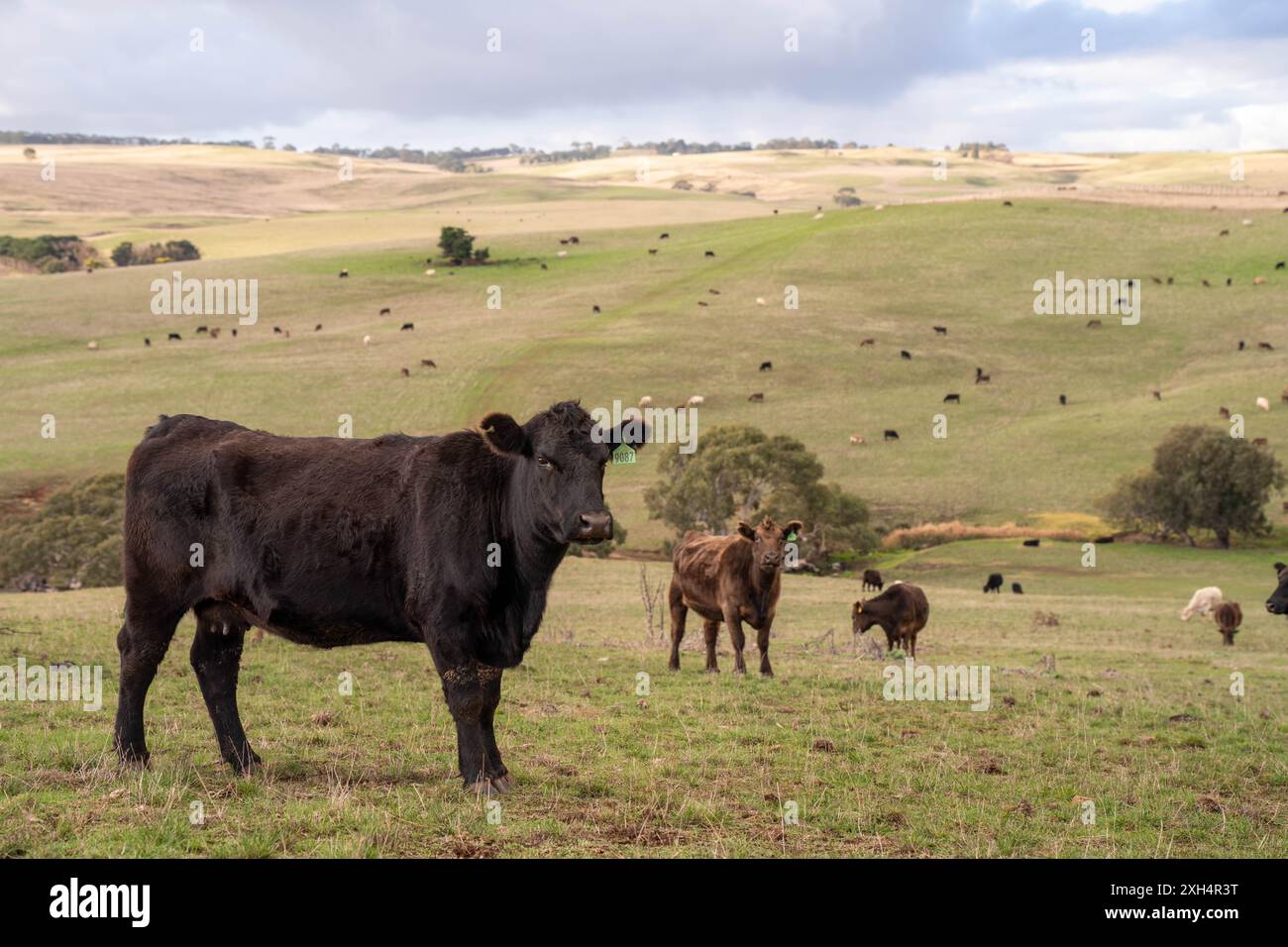 Beef cows and calves grazing on grass on a beef cattle farm in ...