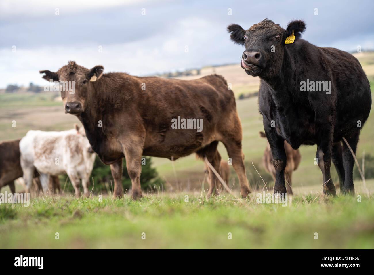 New zealand angus beef cow hi-res stock photography and images - Alamy