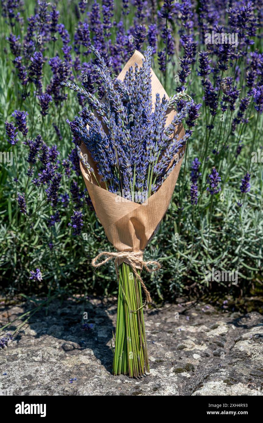 Fresh lavender flowers bouquet in brown paper packaging tied with jute ...