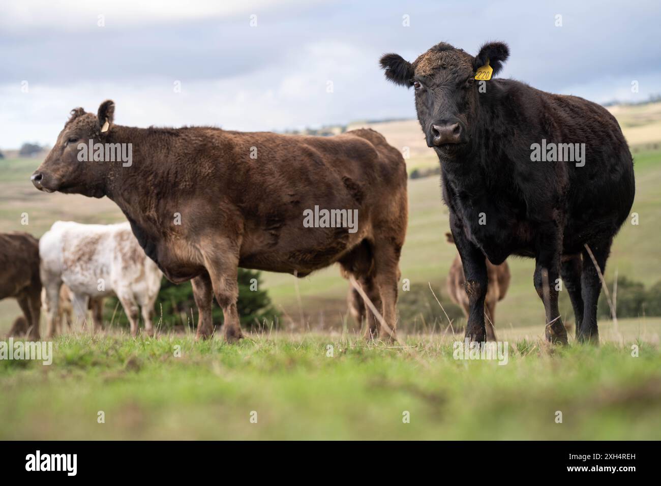 New zealand angus beef cow hi-res stock photography and images - Alamy