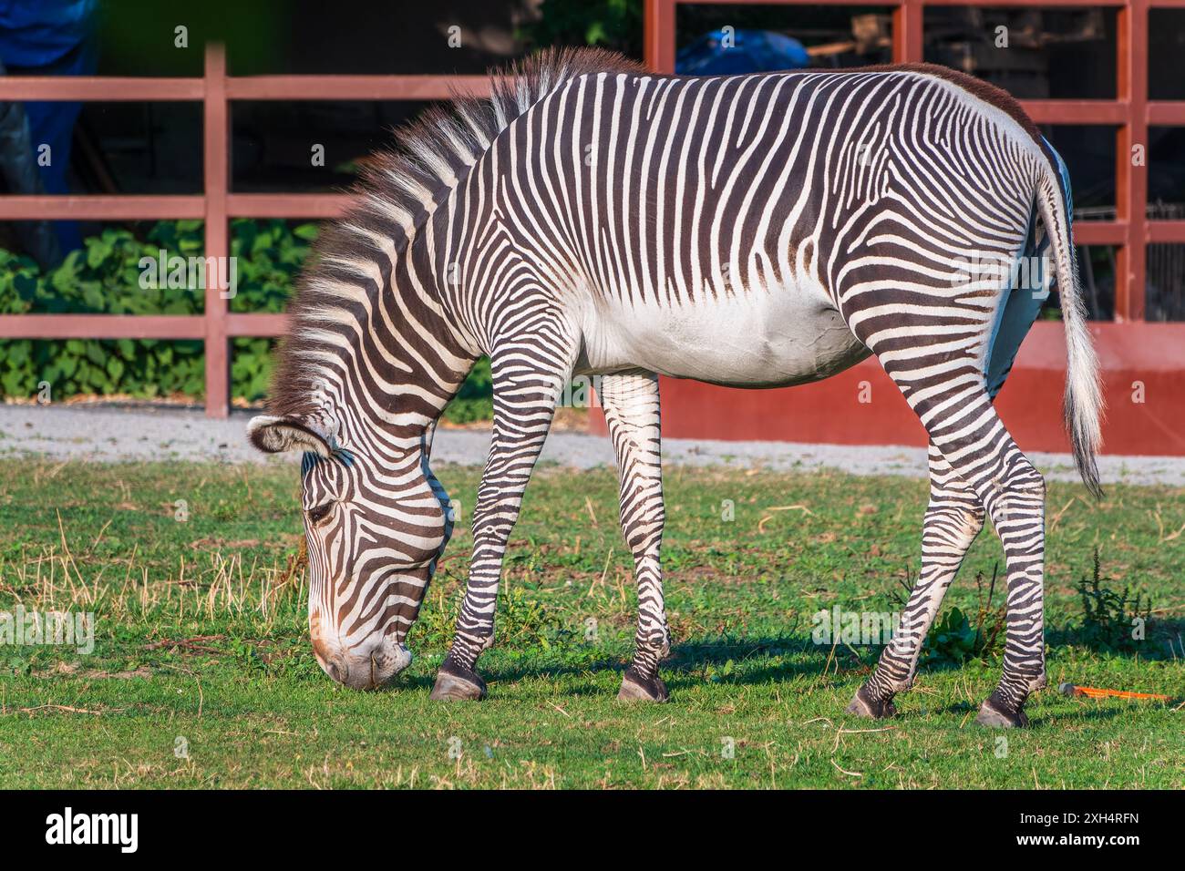 Grevy's zebra, lat Equus grevyi, also known as the imperial zebra eats ...
