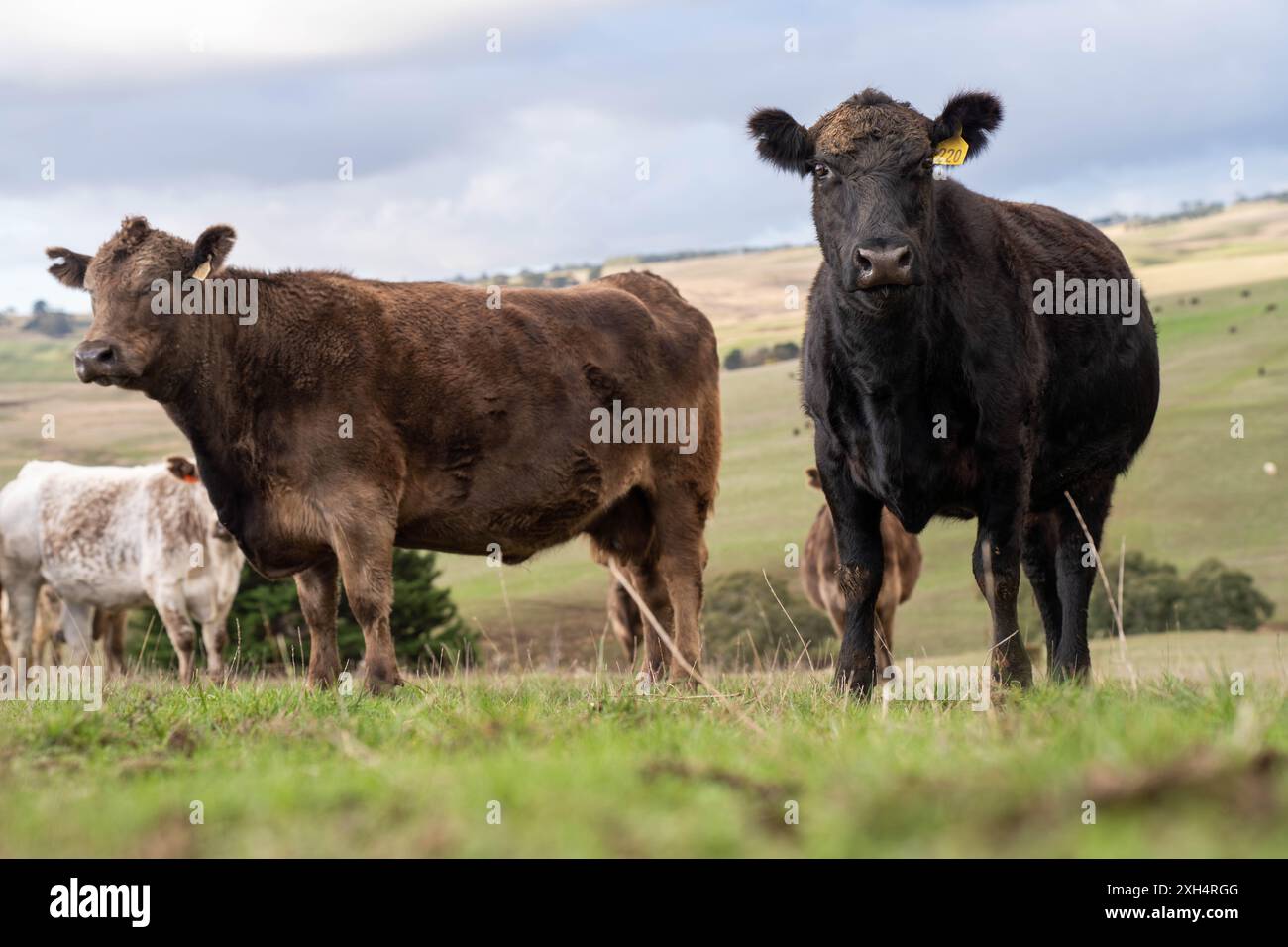 Beef cows and calves grazing on grass on a beef cattle farm in ...