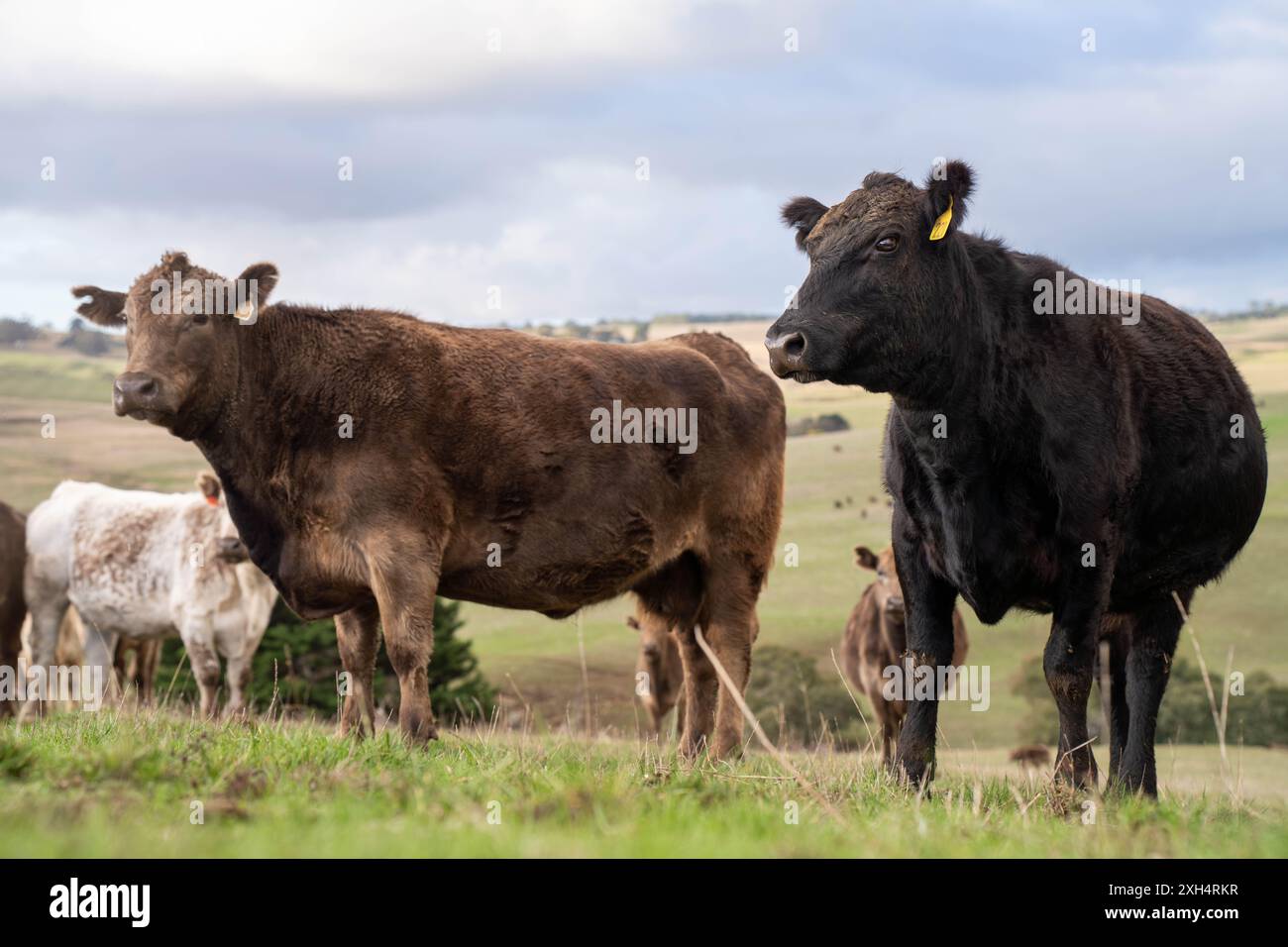 New zealand angus beef cow hi-res stock photography and images - Alamy