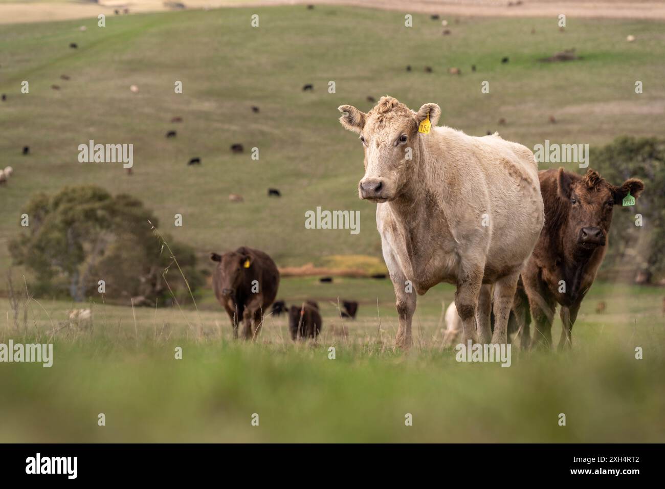 Beef cows and calves grazing on grass in a free range field, in ...